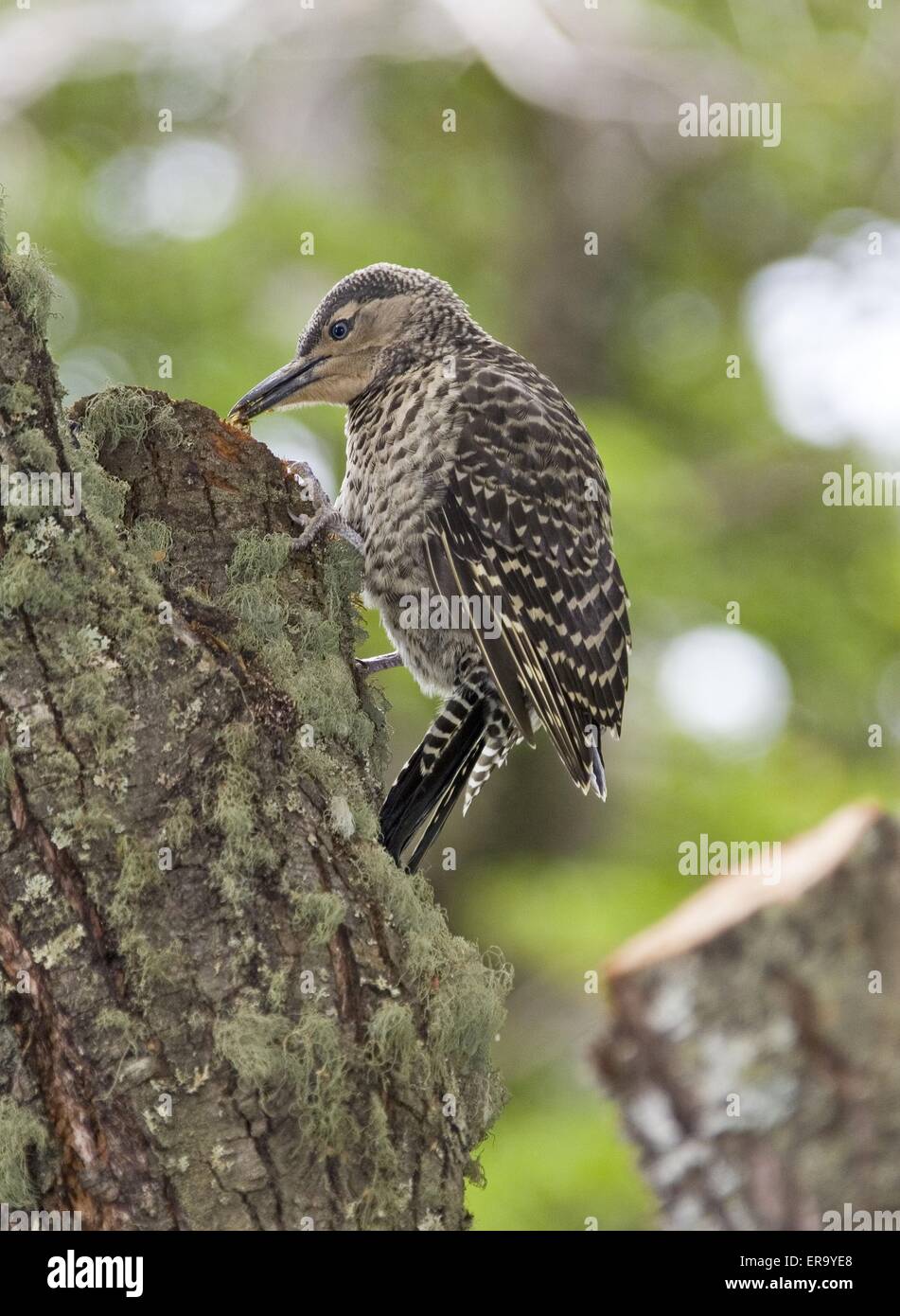 Flicker piciformes picidae bird hi-res stock photography and images - Alamy