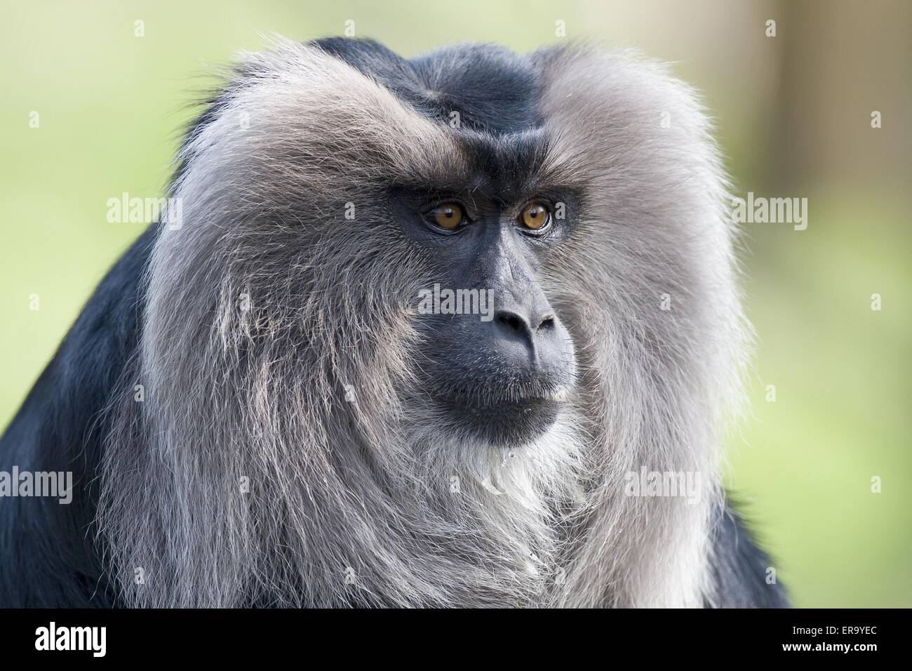 Ape portraits hi-res stock photography and images - Alamy