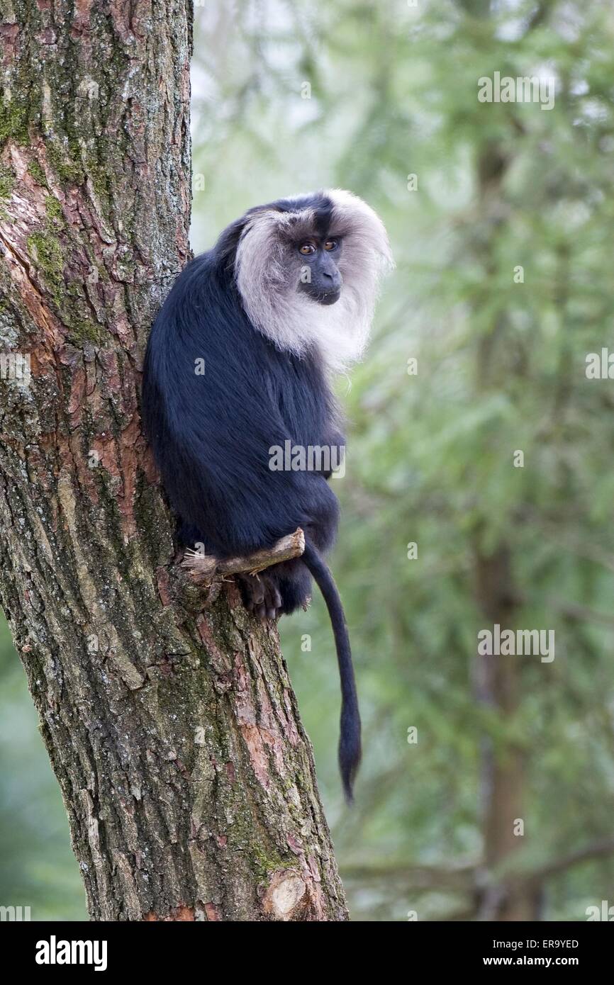 Liontail hi-res stock photography and images - Alamy