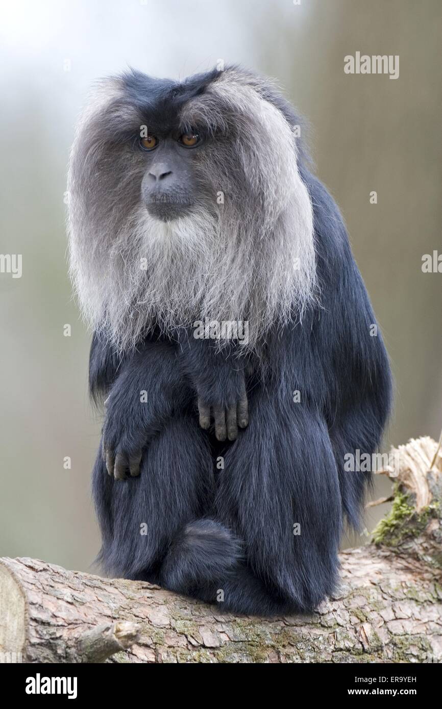 Lion ape hi-res stock photography and images - Alamy