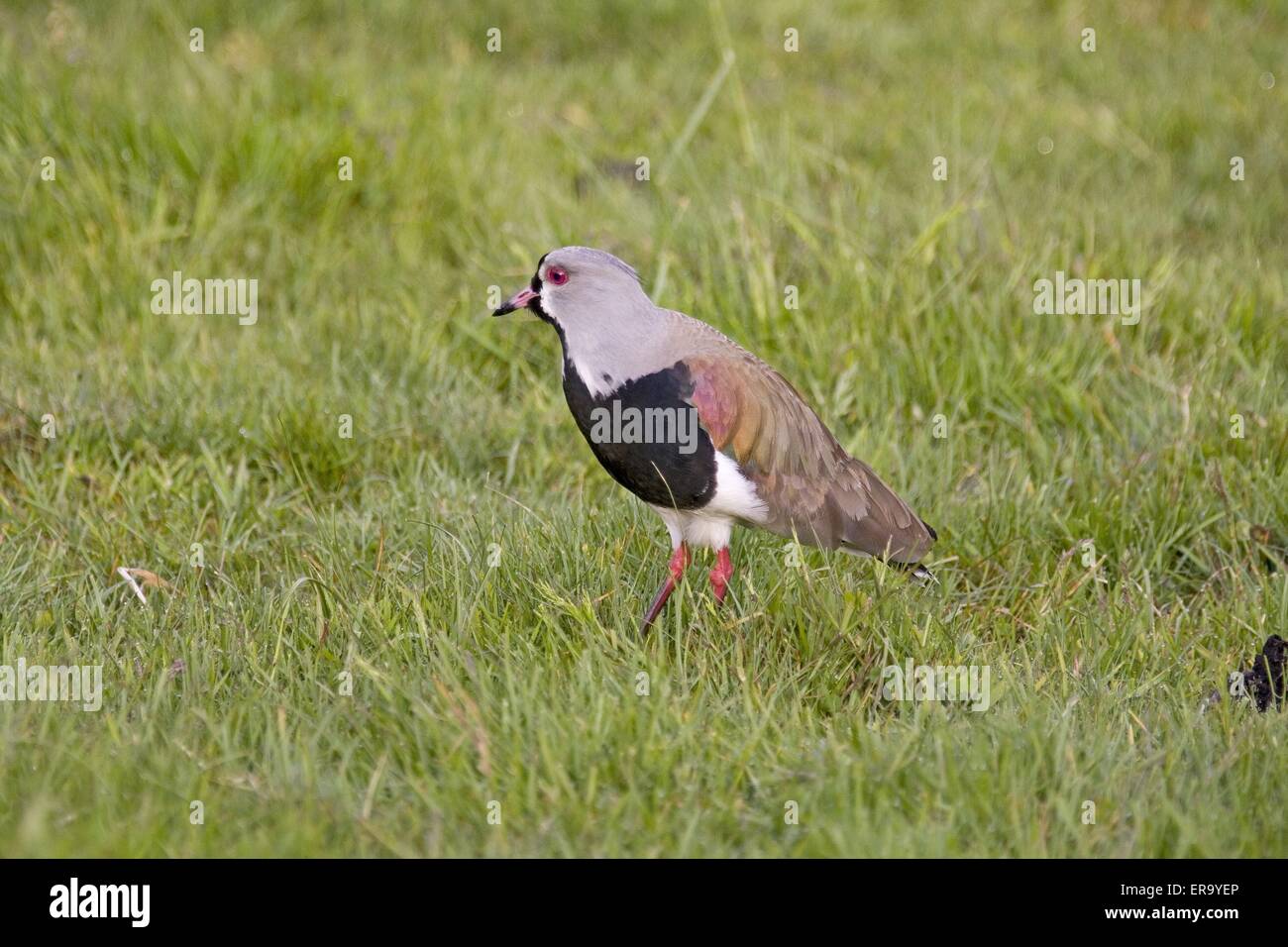 Lapwing hi-res stock photography and images - Alamy