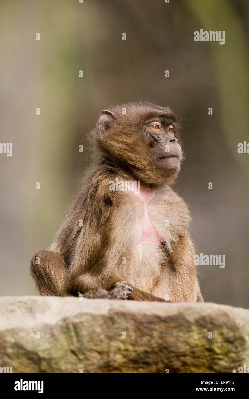 Baboon babies hi-res stock photography and images - Alamy