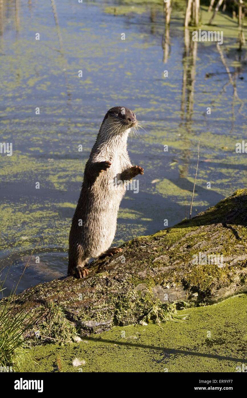 Duckmeat hi-res stock photography and images - Alamy