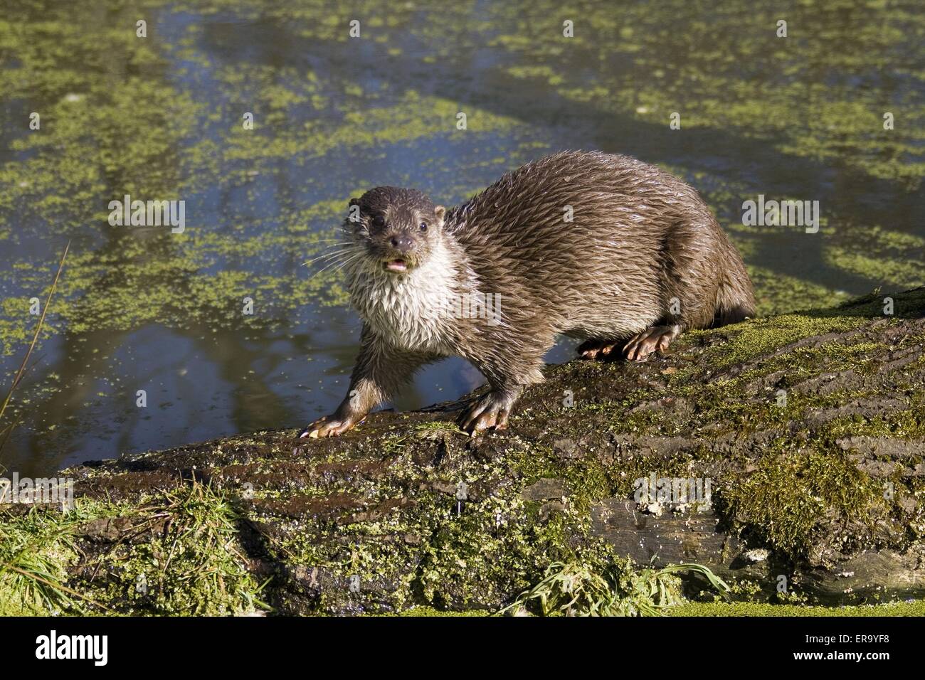 Duckmeat hi-res stock photography and images - Alamy