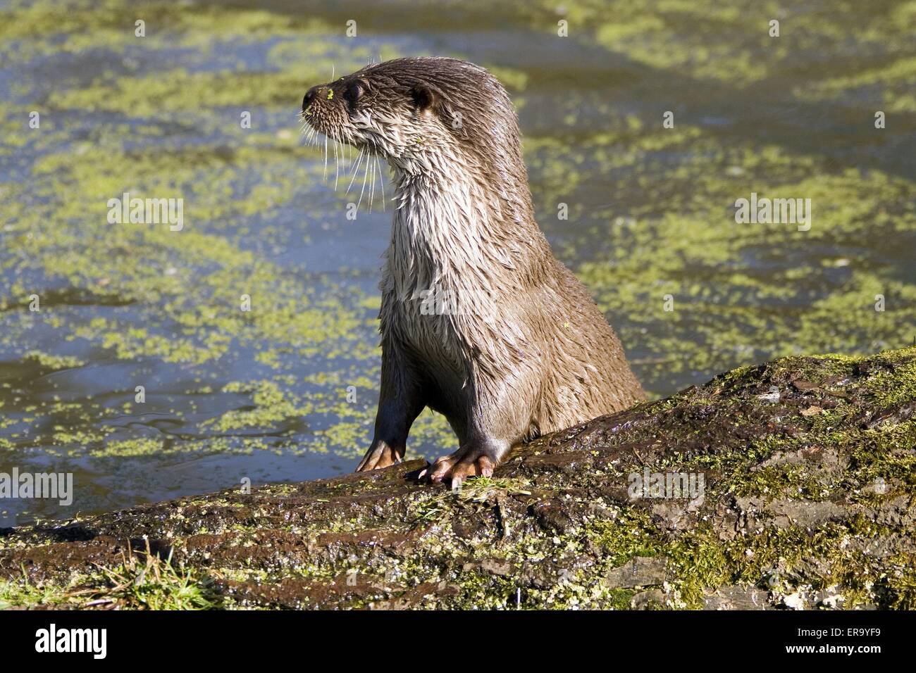 Duckmeat hi-res stock photography and images - Alamy