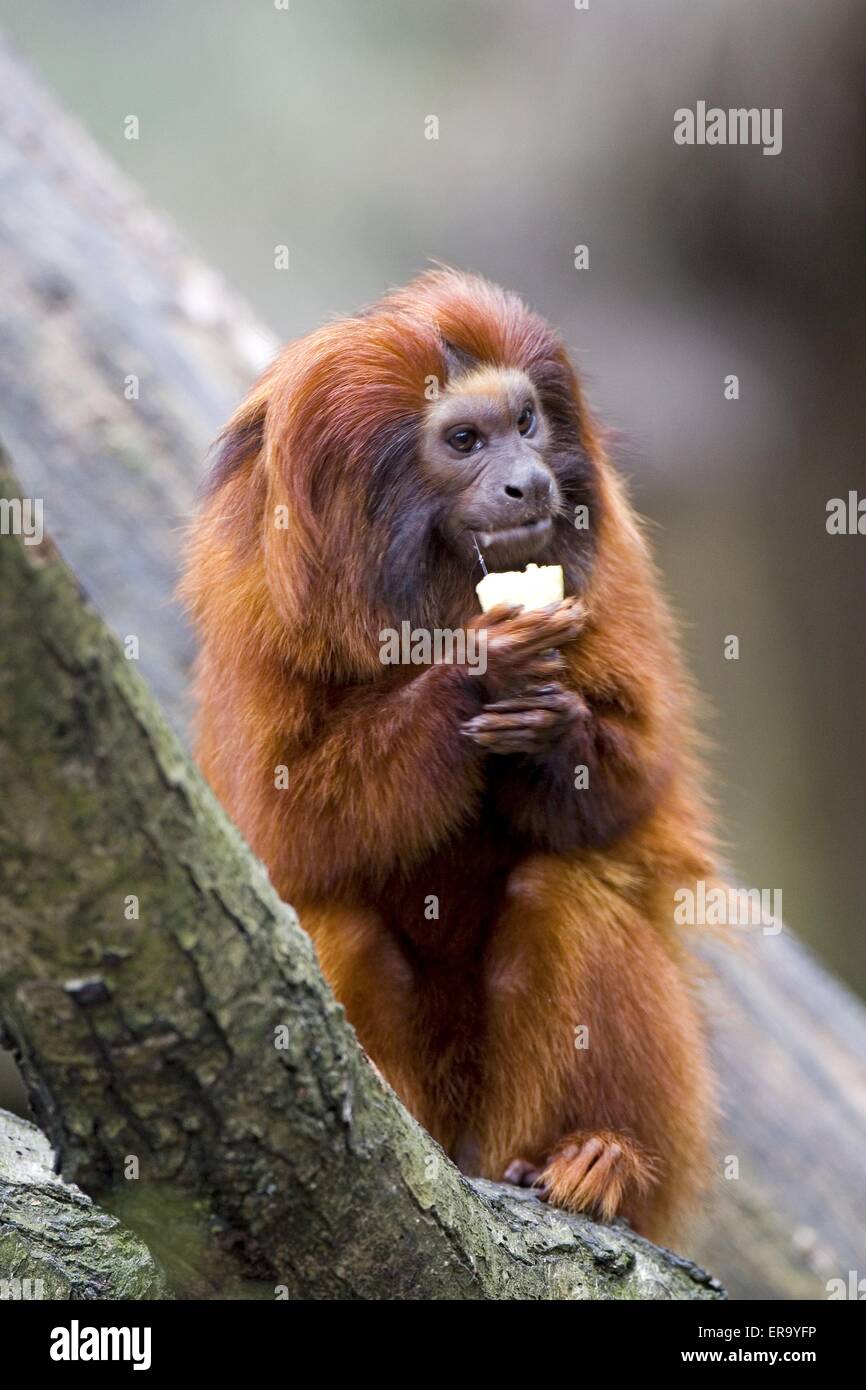 Golden lion tamarins eating hi-res stock photography and images - Alamy