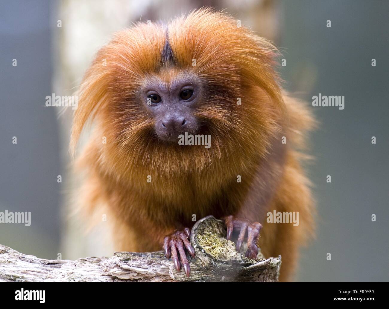 Golden lion tamarins hi-res stock photography and images - Alamy