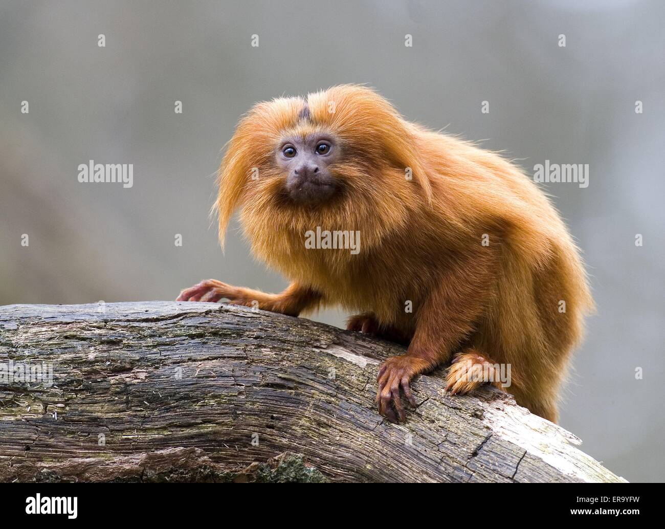 Golden lion tamarins hi-res stock photography and images - Alamy