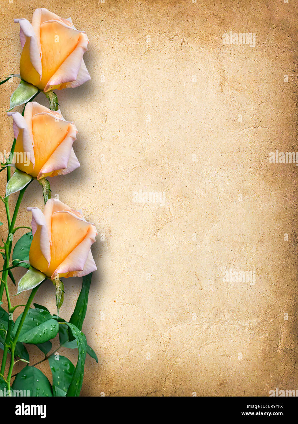 Vintage card for congratulations with yellow roses Stock Photo - Alamy