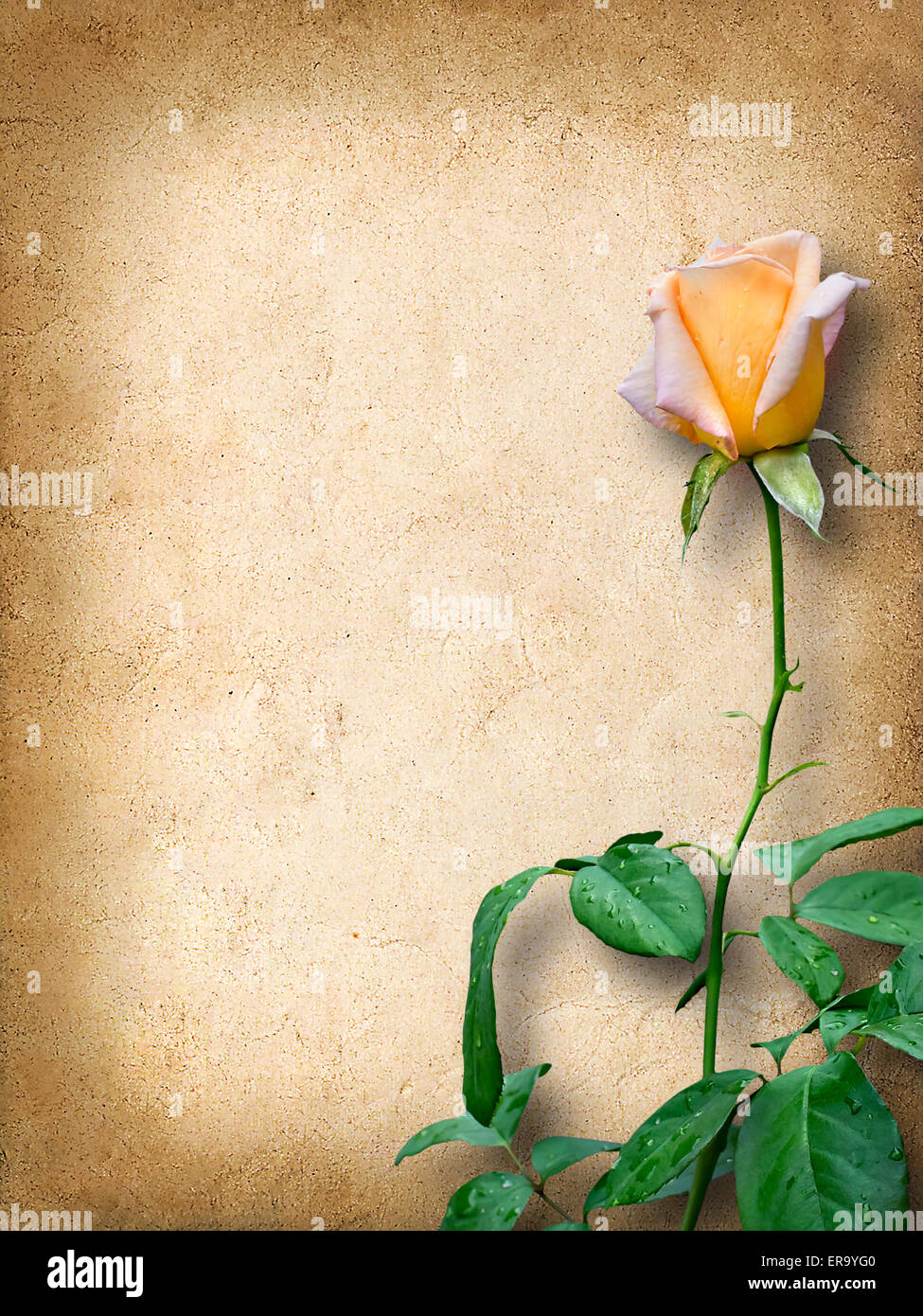 Vintage card for congratulations with yellow roses Stock Photo - Alamy