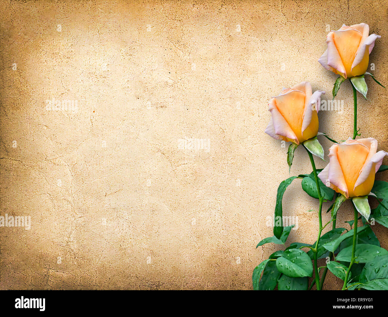 Vintage card for congratulations with three yellow roses in vintage ...