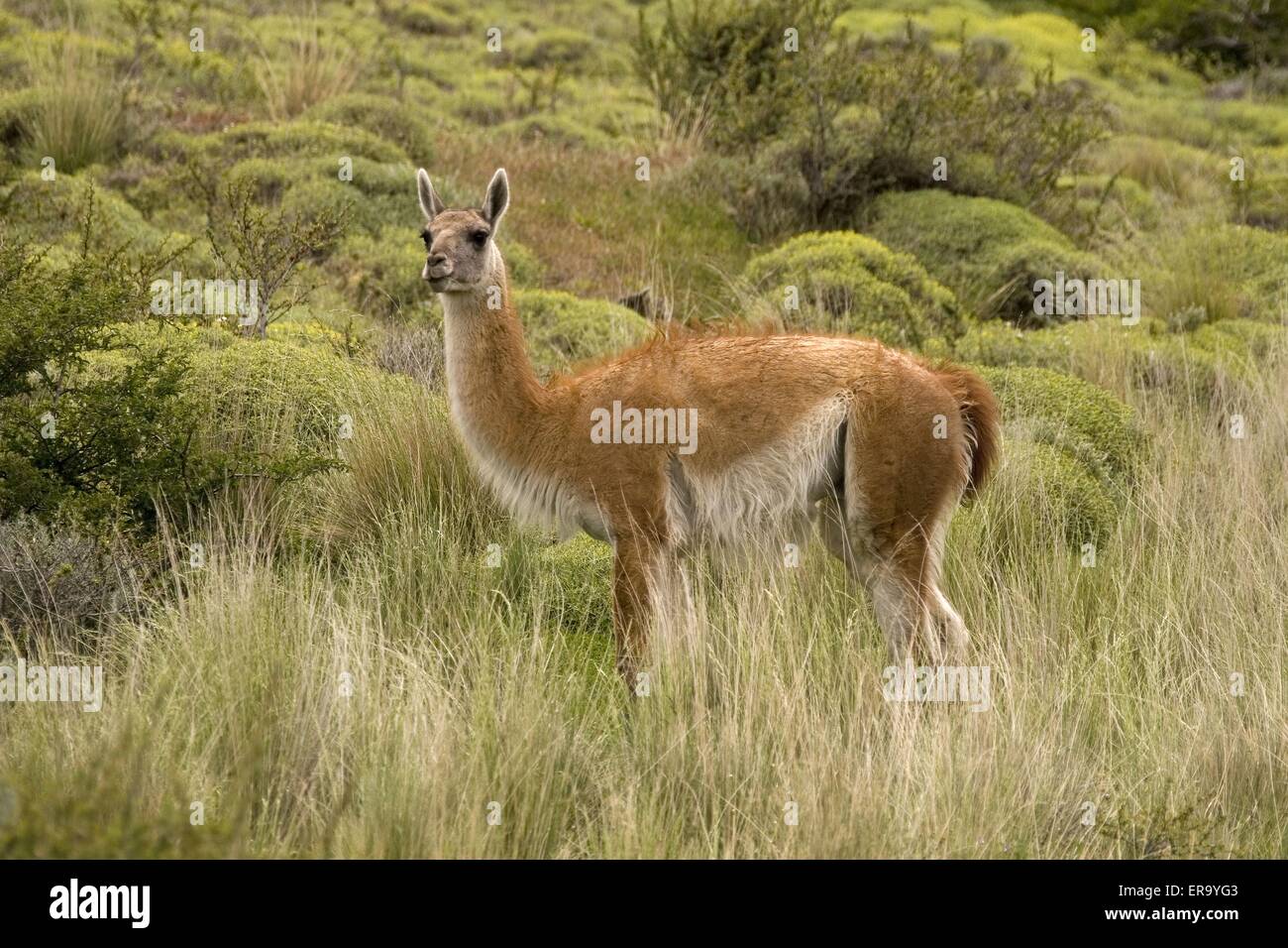 Guanacos stands hi-res stock photography and images - Alamy