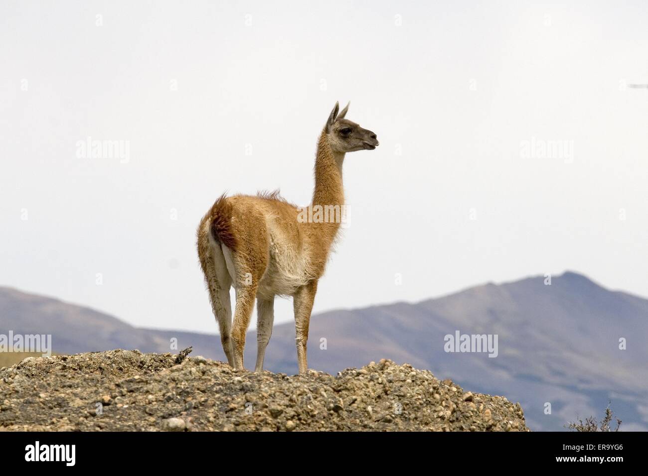 Guanacos stands hi-res stock photography and images - Alamy