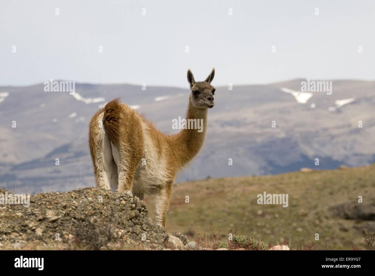 Guanacos stands hi-res stock photography and images - Alamy