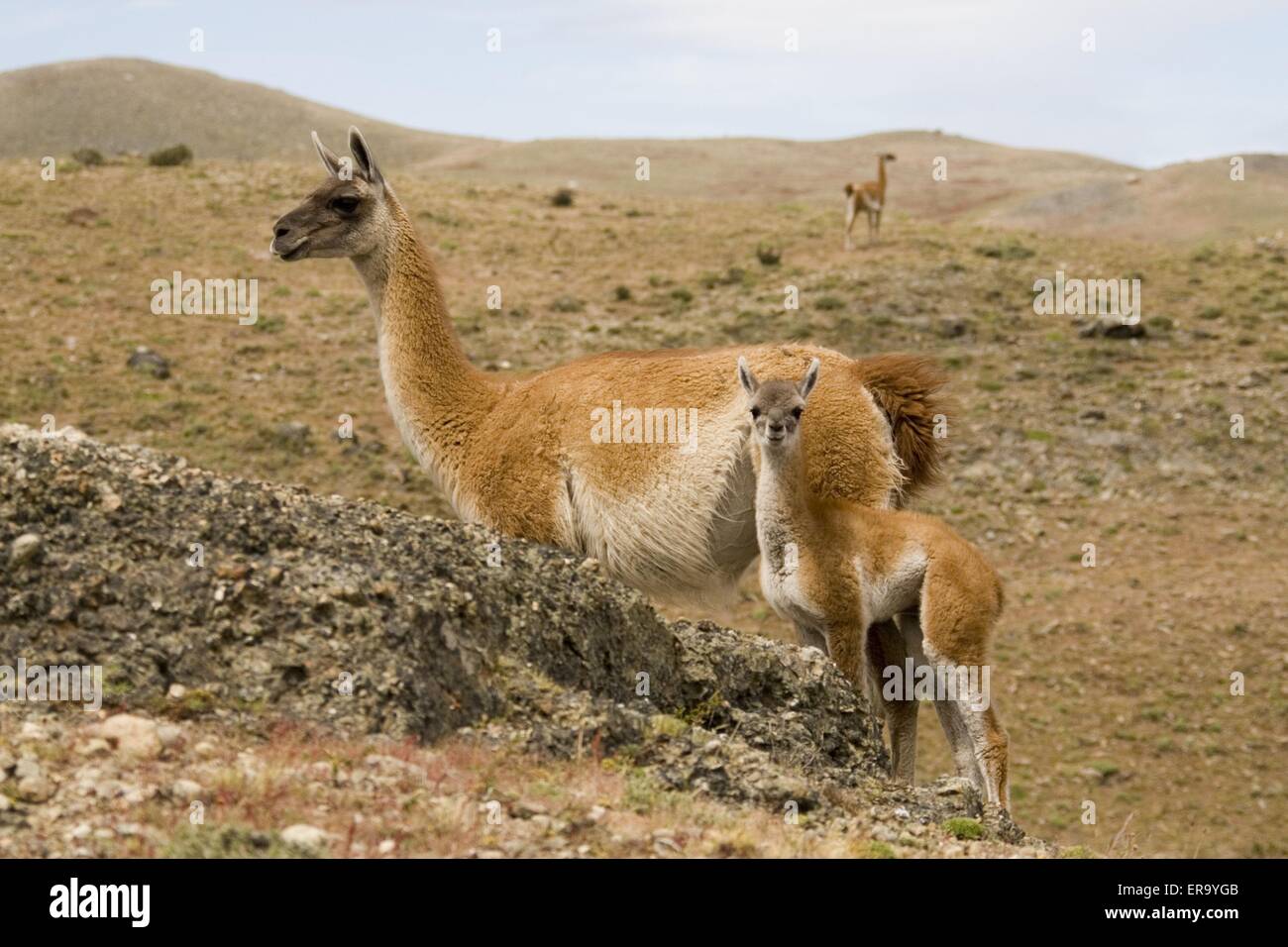 Guanaco baby hi-res stock photography and images - Alamy