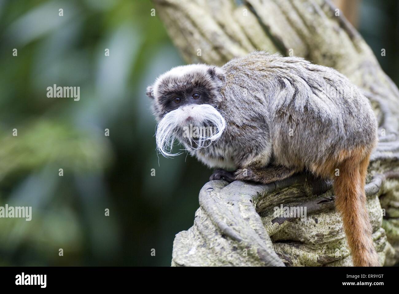 Stub monkey hi-res stock photography and images - Alamy