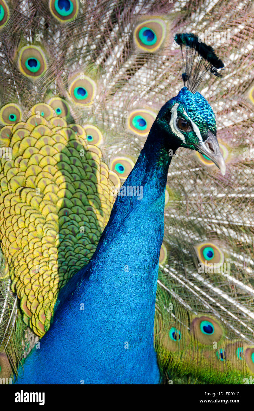 Peacock, Waikanae, Wellington, North Island, New Zealand Stock Photo ...