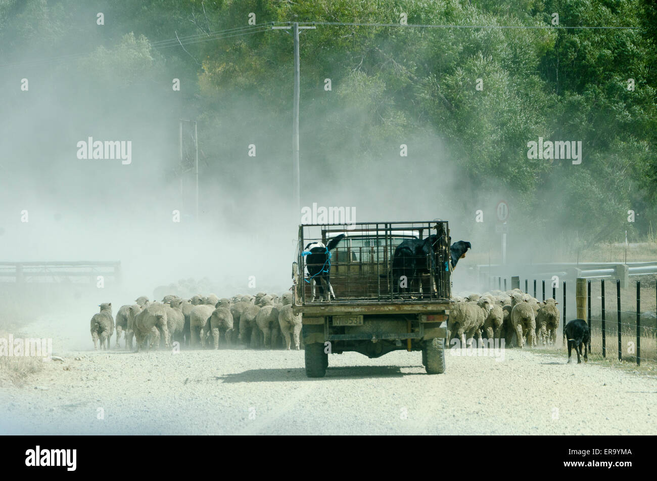 Shepherd in truck driving sheep along road, Cardrona, Central Otago ...