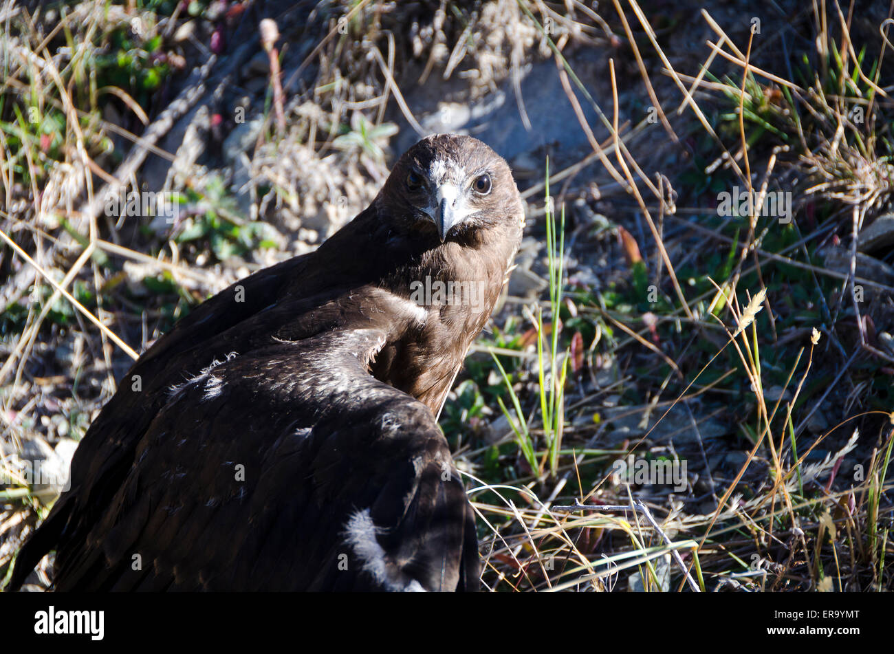 Harrier hawk new zealand hi-res stock photography and images - Alamy