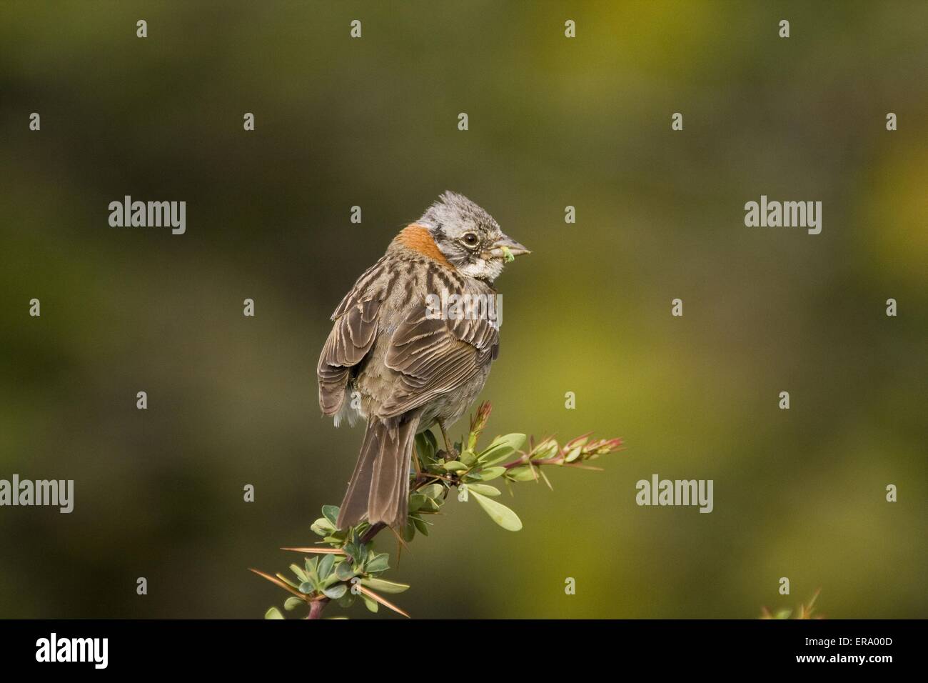 Sparrow limbs hi-res stock photography and images - Alamy