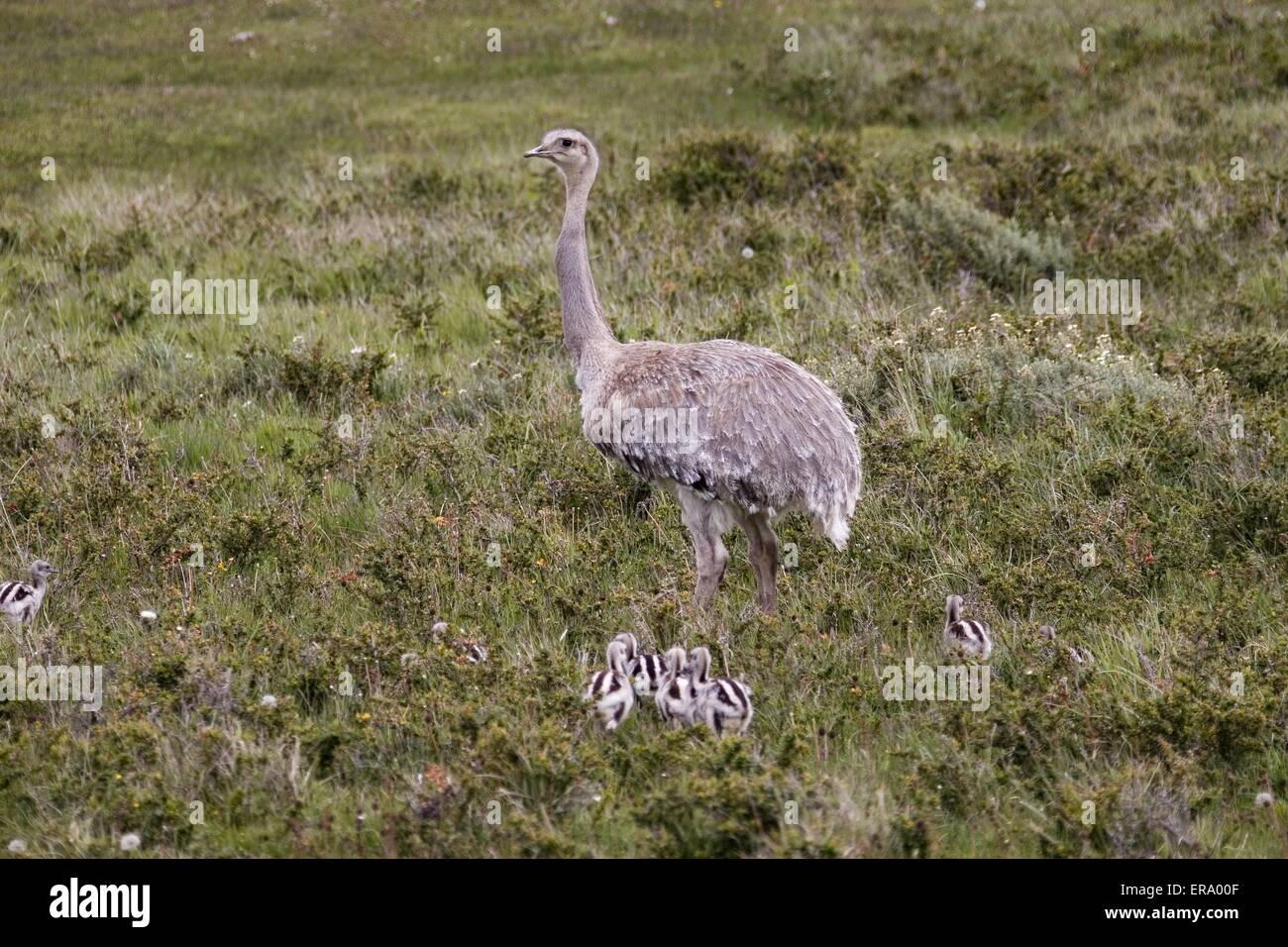 Rhea with chicks hi-res stock photography and images - Alamy