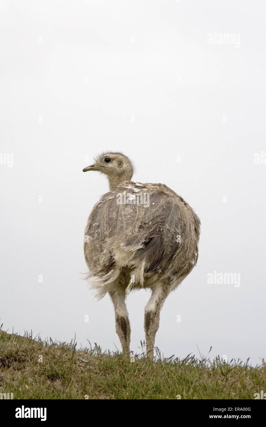 American rhea rhea americana adult hi-res stock photography and images ...