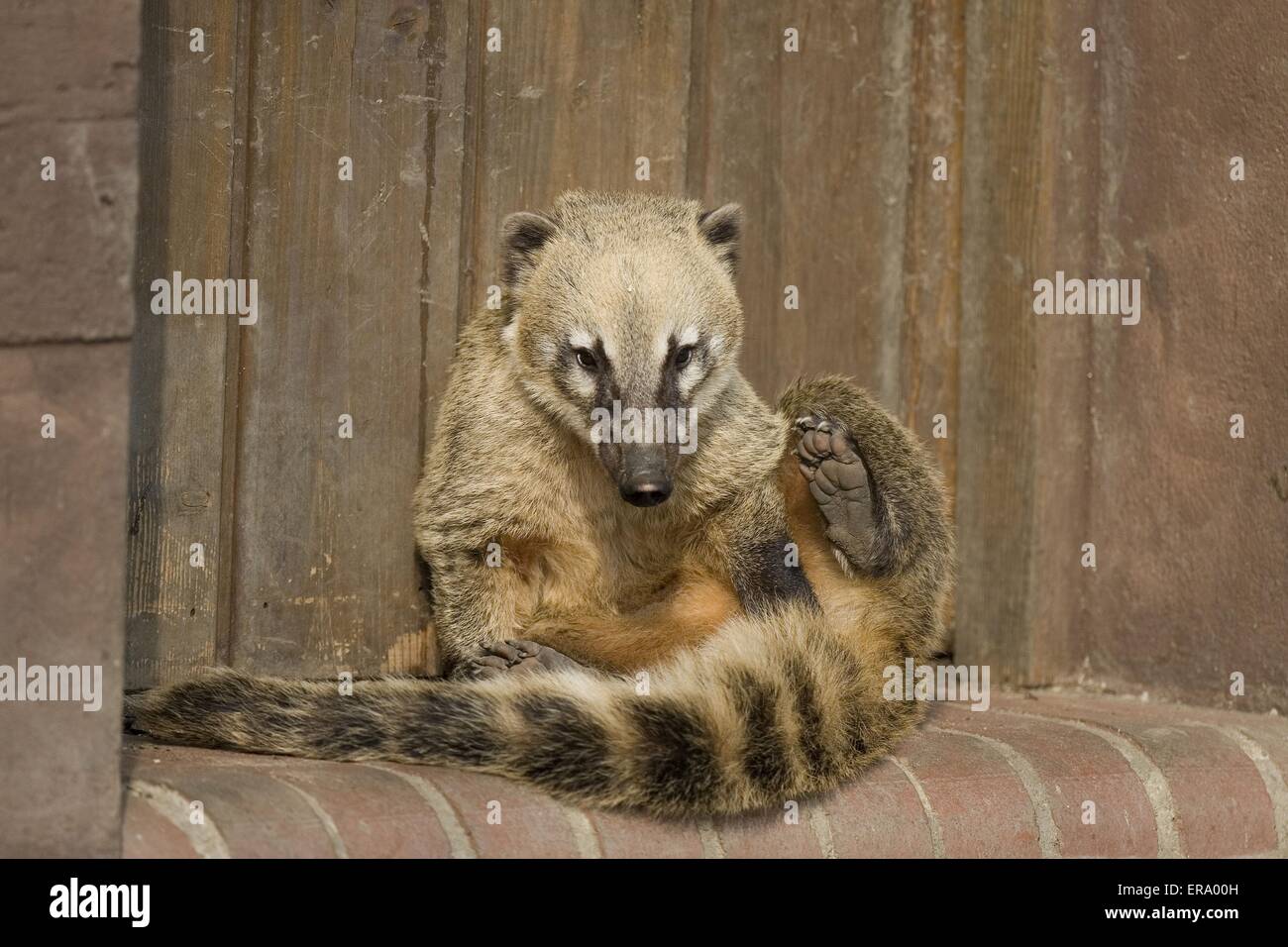 Common coati hi-res stock photography and images - Alamy