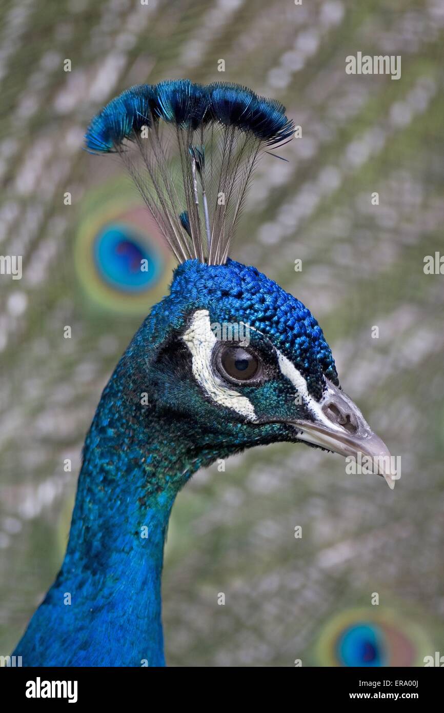 Peacock side view hi-res stock photography and images - Alamy