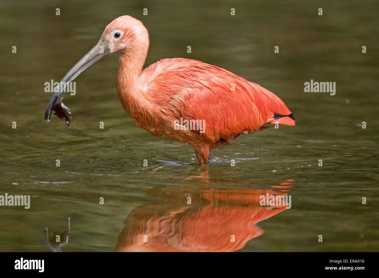 Scarlet ibis adult bird hi-res stock photography and images - Alamy