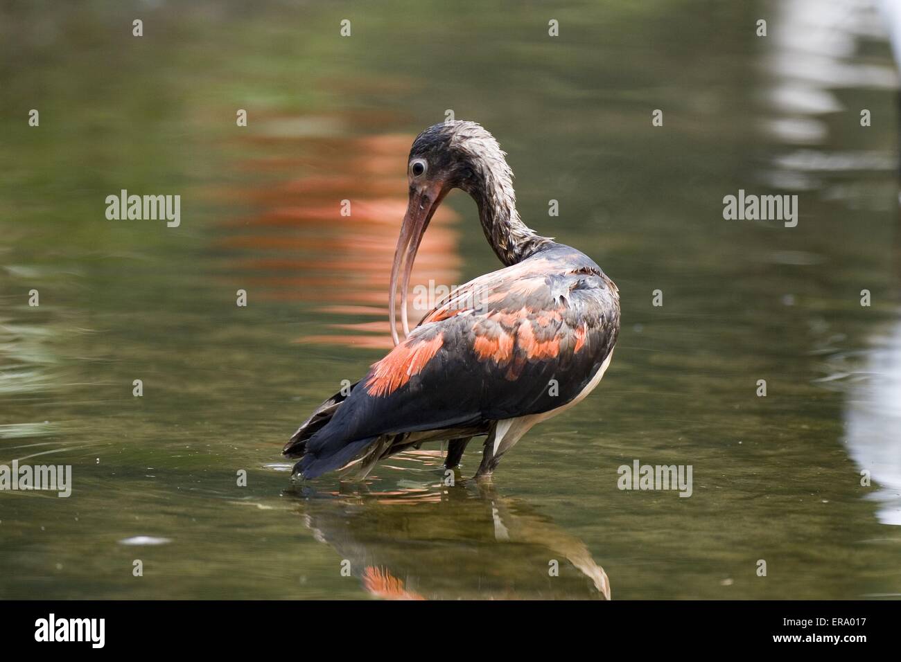 Young scarlet ibis hi-res stock photography and images - Alamy