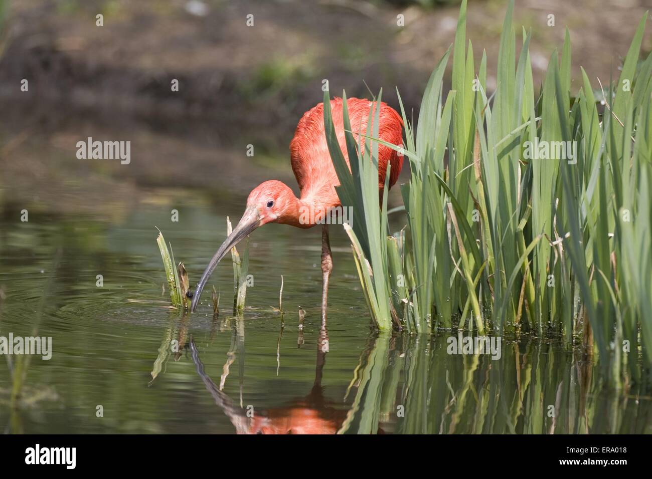 Scarlet ibis river hi-res stock photography and images - Alamy