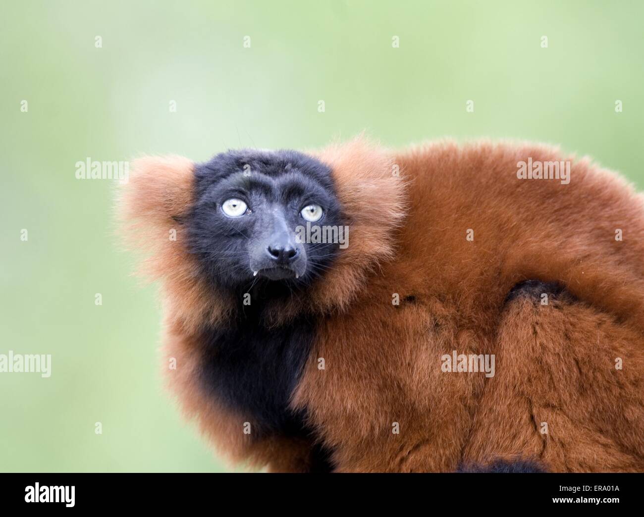 Portraits of a monkey hi-res stock photography and images - Alamy