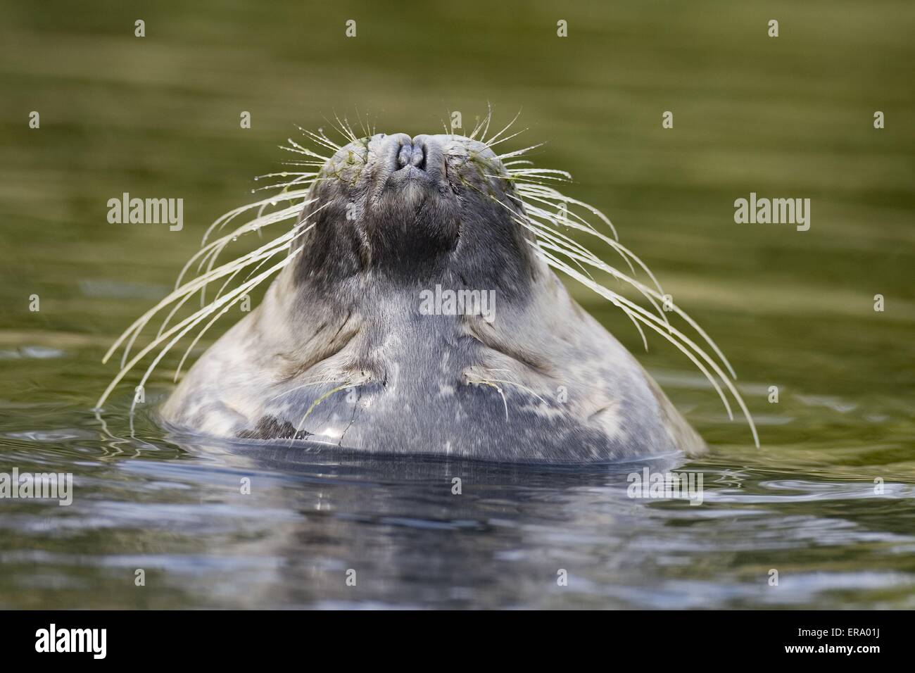 Animal mammal seal muzzle hi-res stock photography and images - Alamy