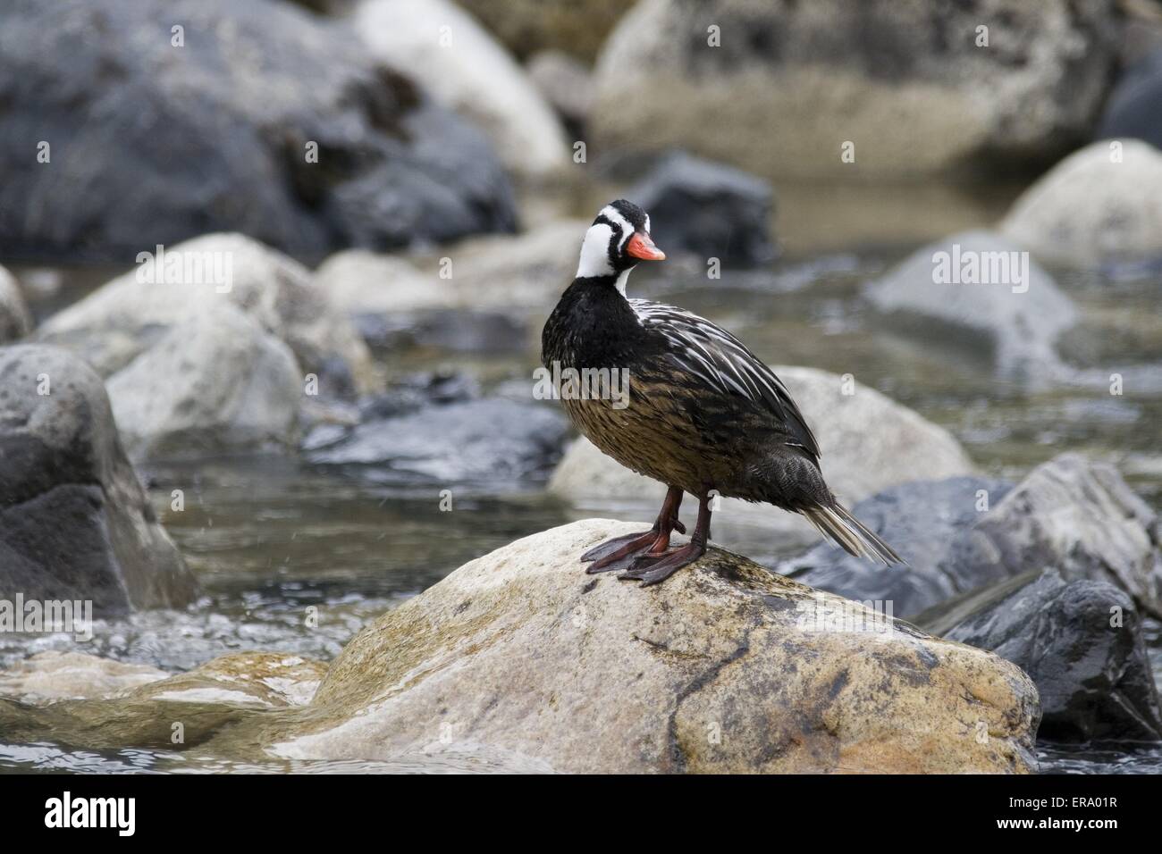 Torrent duck male hi-res stock photography and images - Alamy