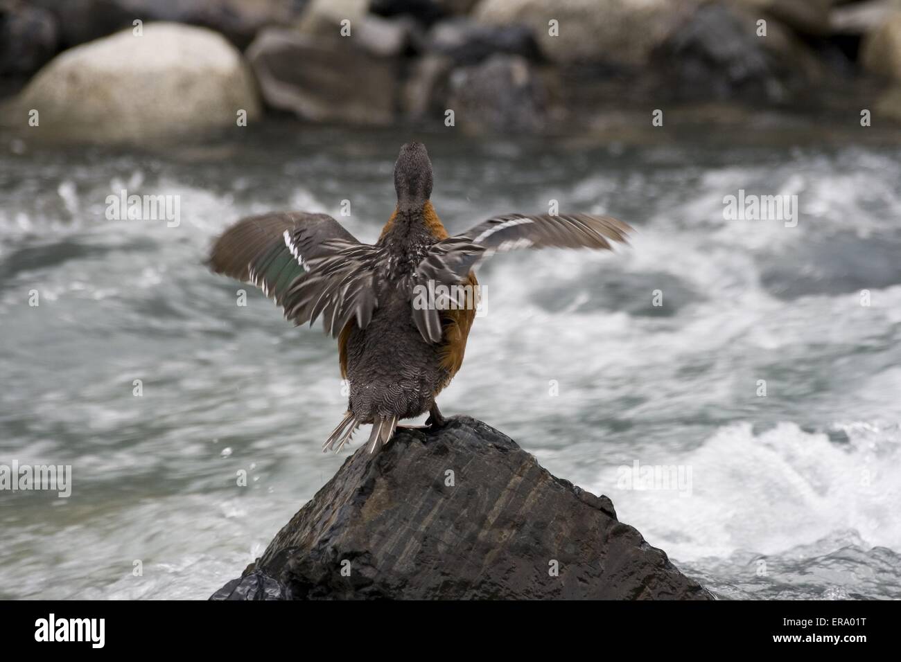 Rear view duck hi-res stock photography and images - Alamy
