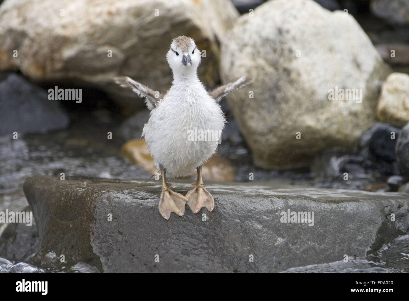 Torrent duck chicks hi-res stock photography and images - Alamy
