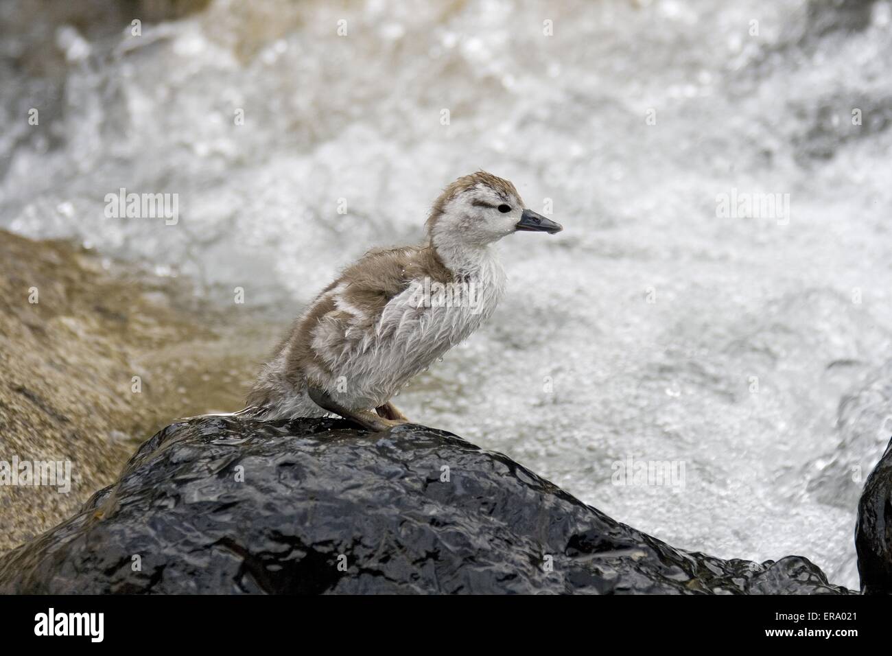 Fledgling duck hi-res stock photography and images - Alamy