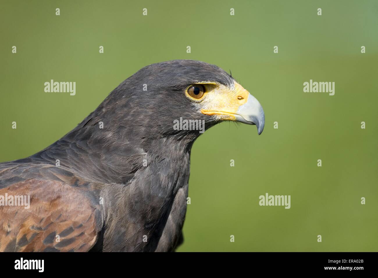 Summer landscape with hawk hi-res stock photography and images - Alamy