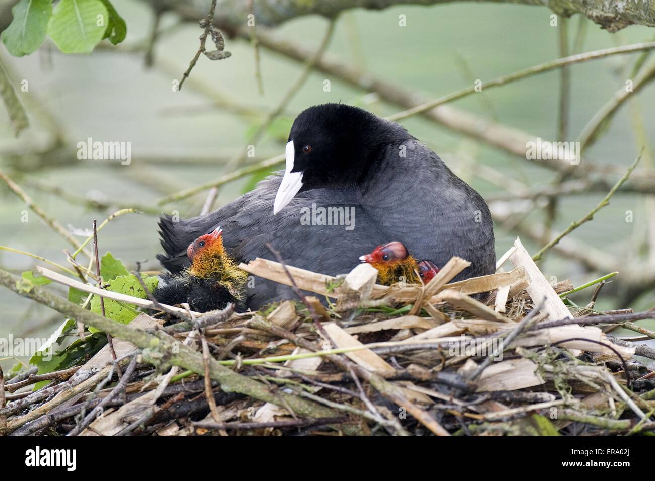 brooding Eurasian coot Stock Photo - Alamy