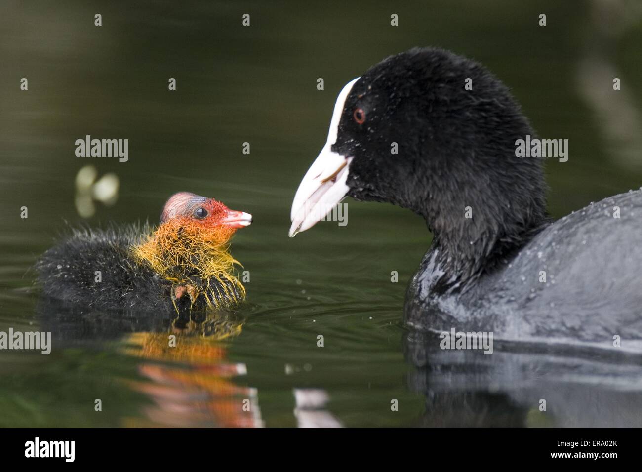 Coot hatchlings hi-res stock photography and images - Alamy