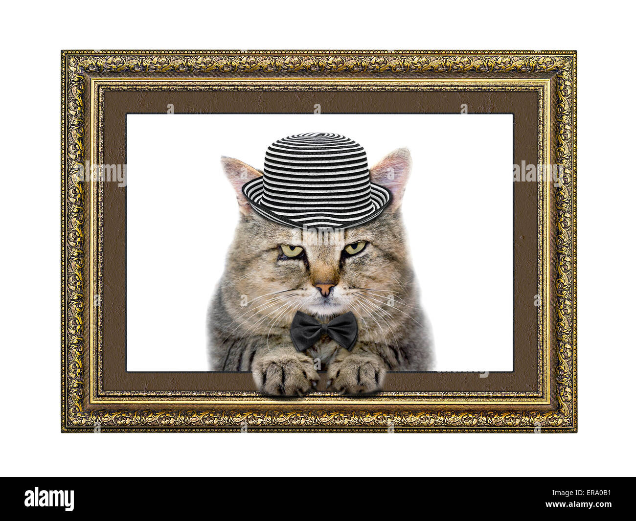 Cat in the hat and bow tie looks out of the picture frame Stock Photo ...