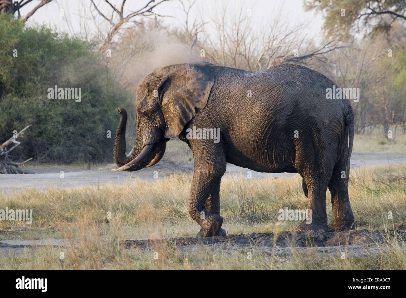 Elephants throwing dirt hi-res stock photography and images - Alamy