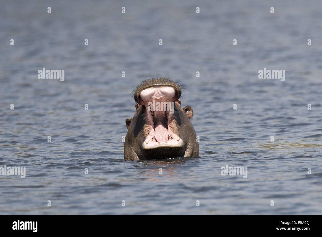 Angry hippo hi-res stock photography and images - Alamy