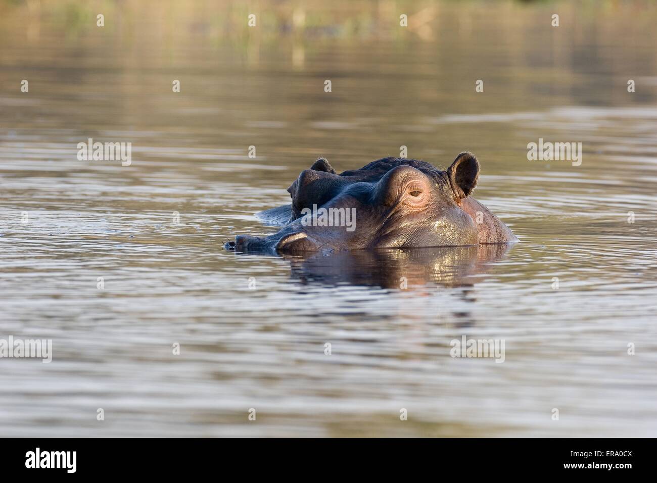 Hippo High Resolution Stock Photography and Images - Alamy