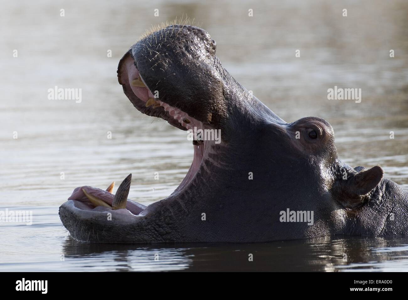 Hippo threat hi-res stock photography and images - Alamy