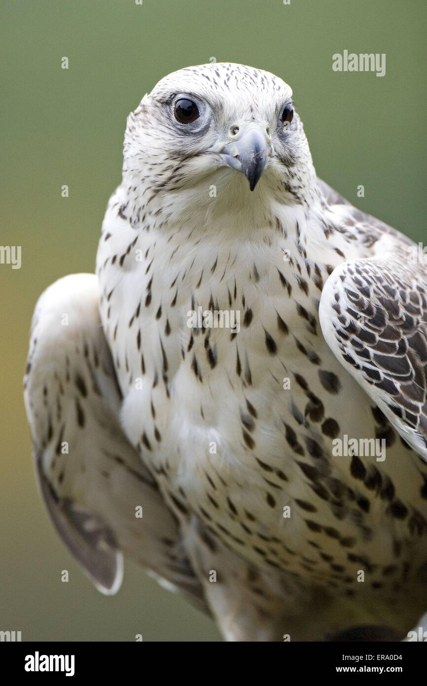 Captive gyrfalcon hi-res stock photography and images - Alamy