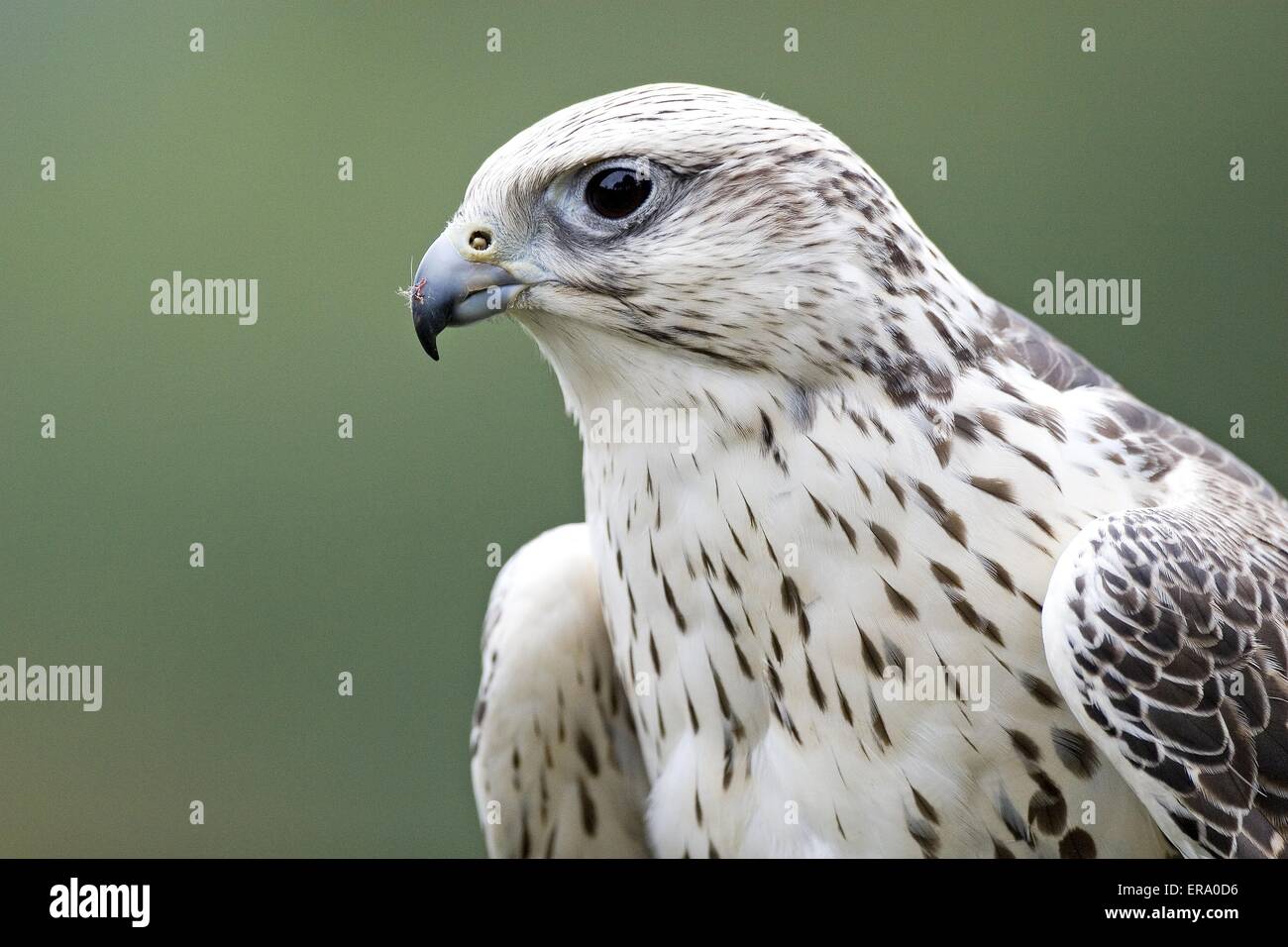 Gyrfalcon Portrait High Resolution Stock Photography and Images - Alamy