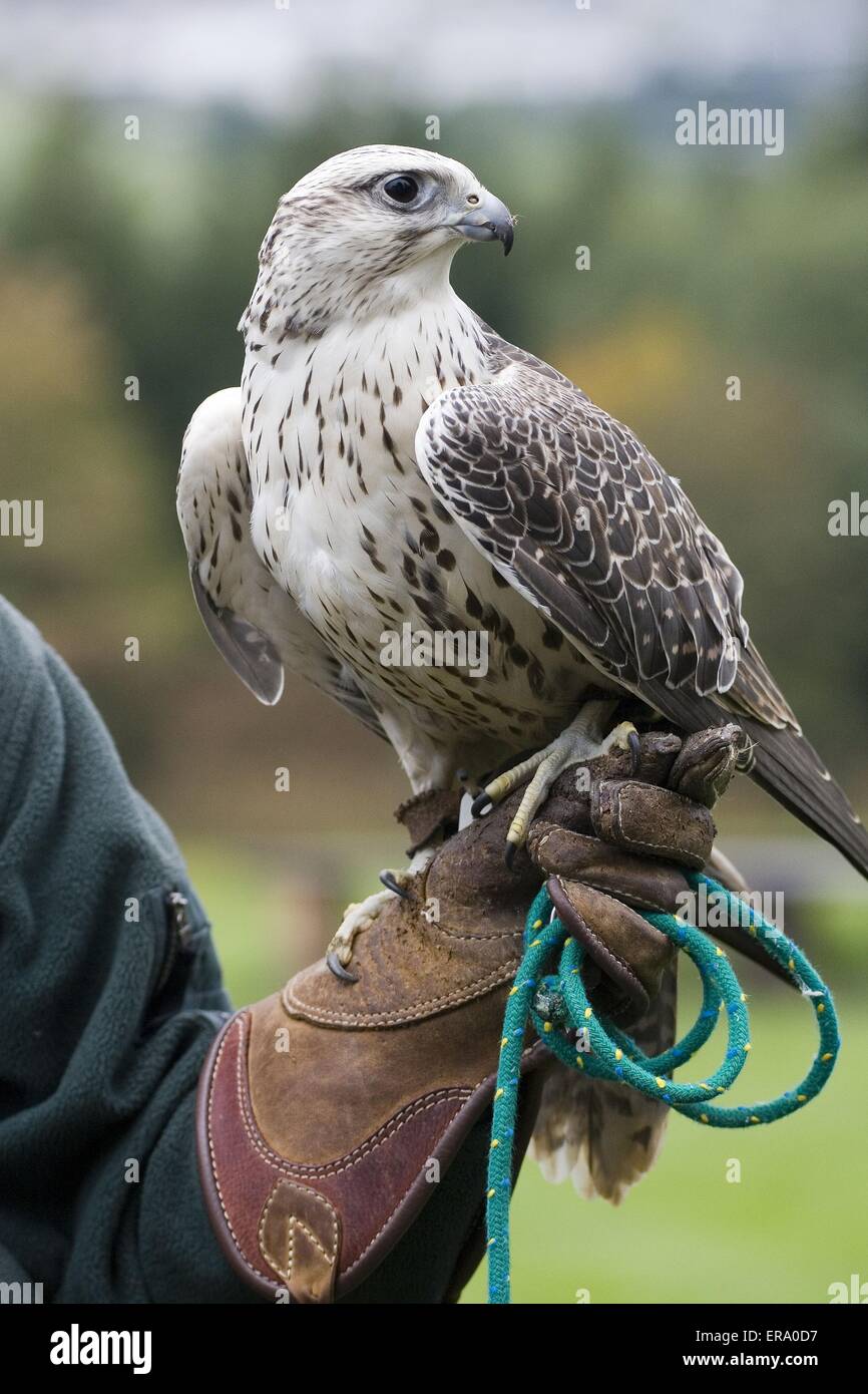 Gyrfalcon hi-res stock photography and images - Alamy