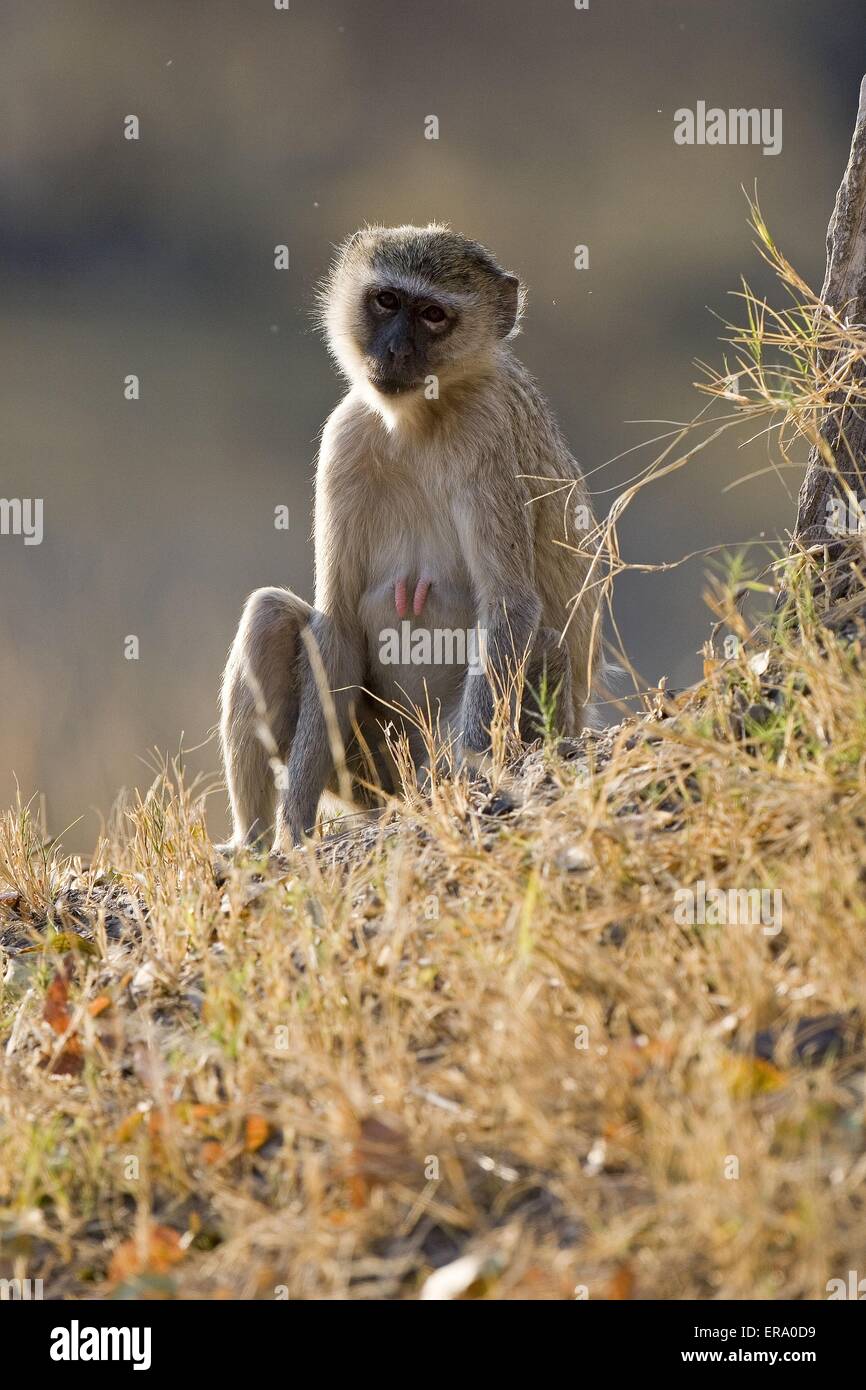 Sunshine monkeys hi-res stock photography and images - Alamy