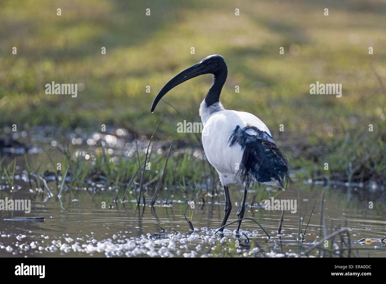 Sacred ibis botswana hi-res stock photography and images - Alamy